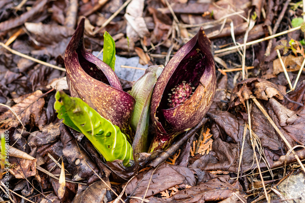 Eastern skunk cabbage ,Symplocarpus foetidus,native plant of eastern ...