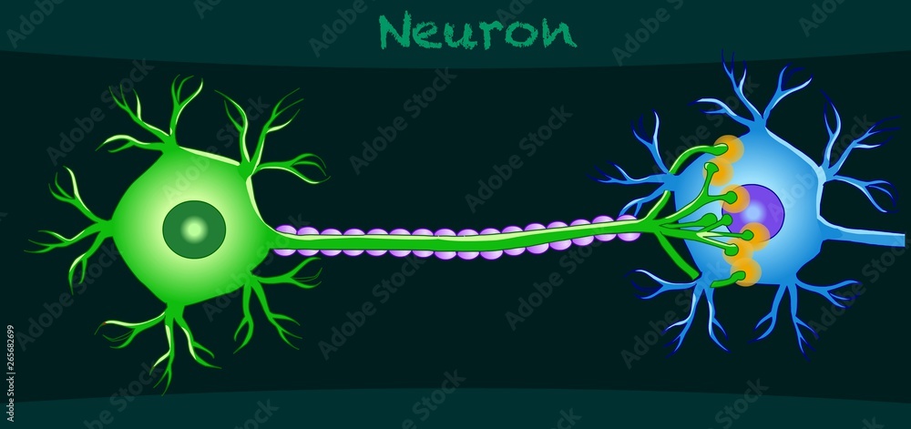 Simple Nerve Cell