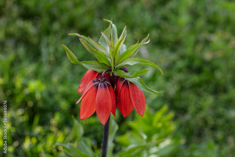 Turkish mountains in the skirts of the opposite lilies. Inverted lilies ...