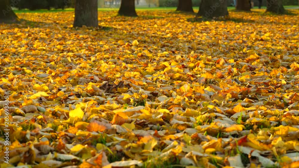 Fallen leaves on ground under large trees, bright foliage cover lawn at ...