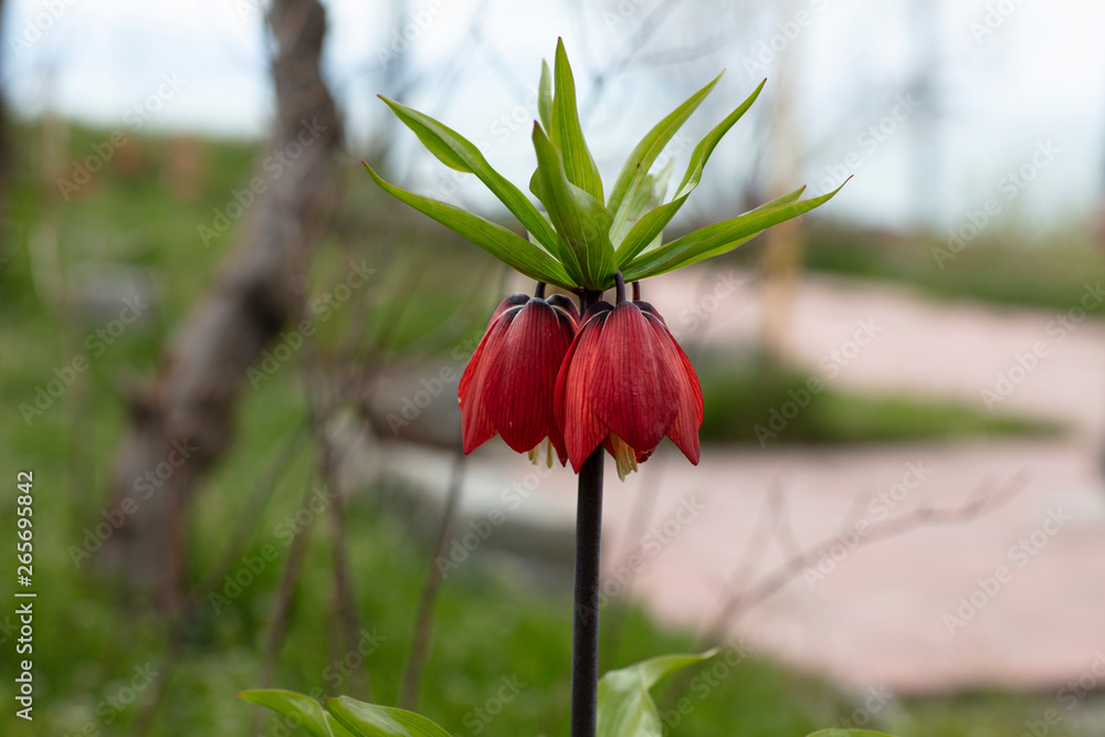 Ters Lale: It is an endemic species belonging to the Anatolian ...