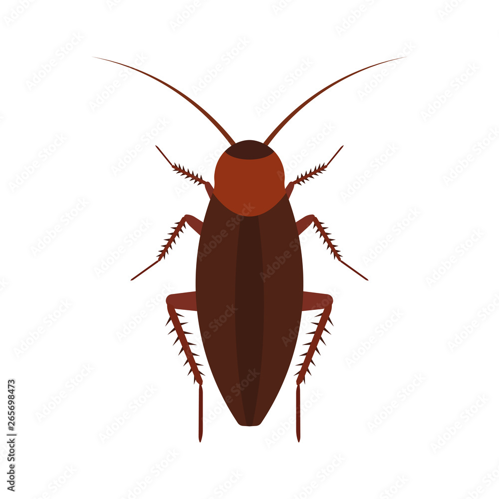 Cockroach insect vector icon above pest. Brown animal top view cartoon ...