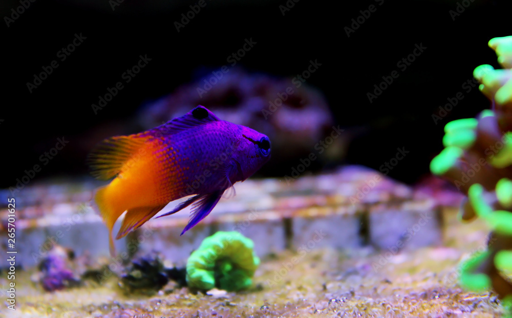 Purple And Yellow Saltwater Fish