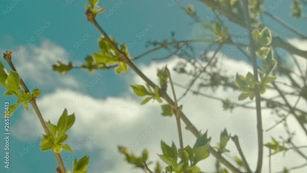 Tips of Budding Bush with Bllue Sky and Clouds in Background DOLLY BACK ...