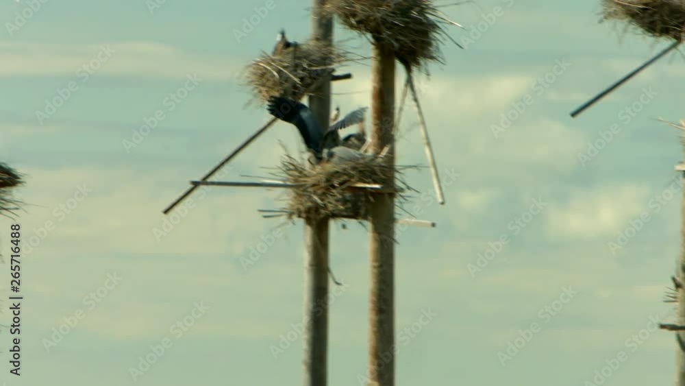 A beautiful great blue heron bird flies in and lands on a man made bird ...