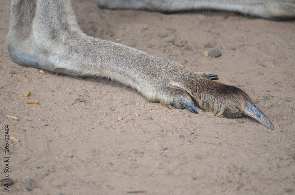 kangaroo paws feet claws Australia foot toe Stock Photo | Adobe Stock