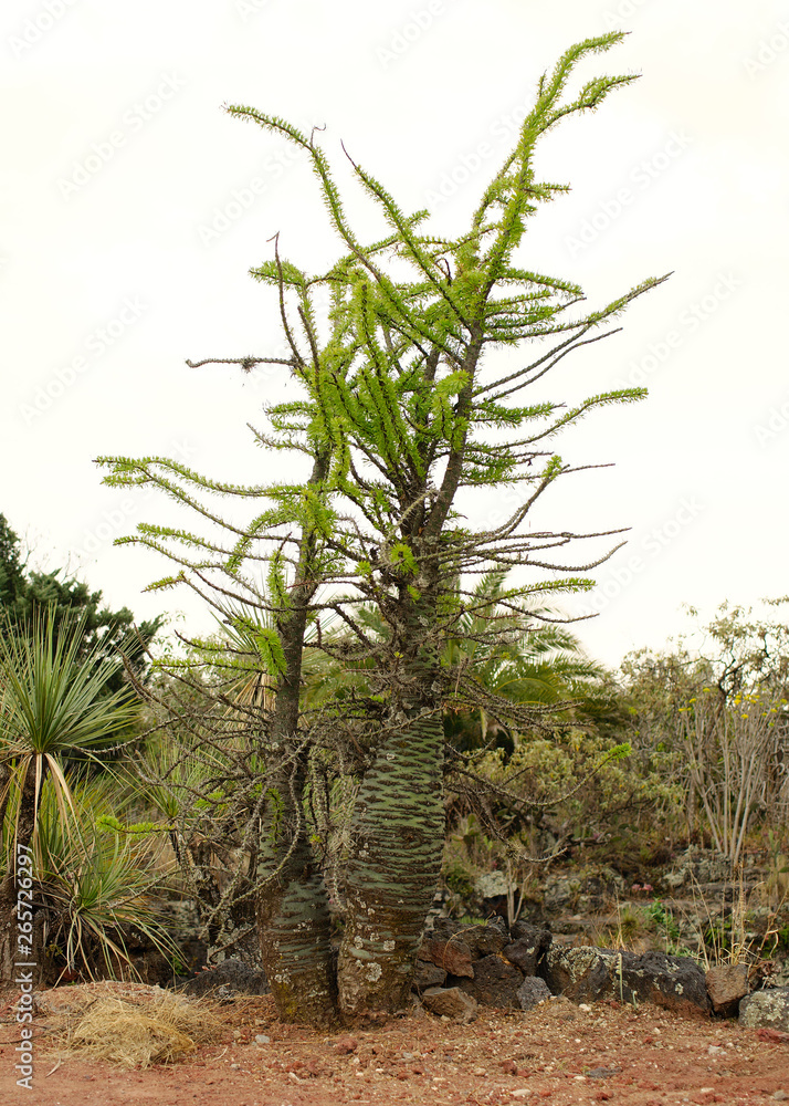 Native plants at the UNAM Botanical Garden, Mexico City, Mexico. Stock ...