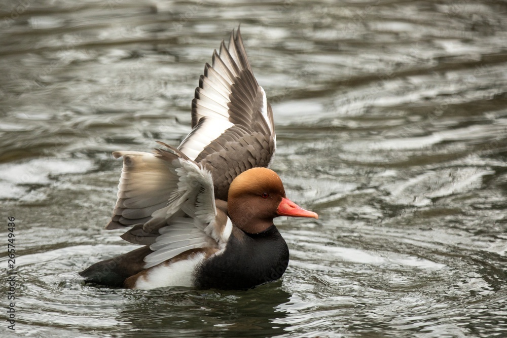 The red-crested pochard (Netta rufina) male duck swimming on the lake ...