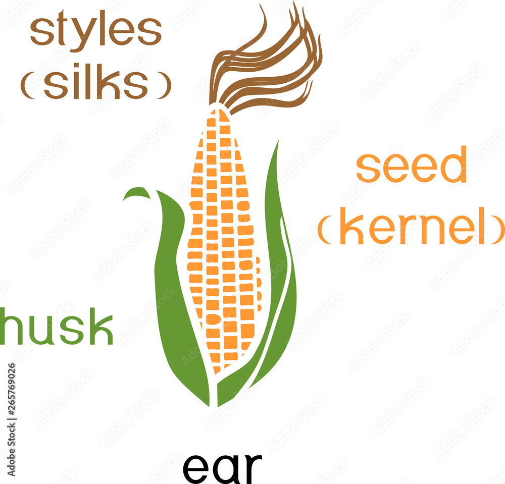 Parts of plant. Morphology of ripe corn ear with titles Stock Vector ...