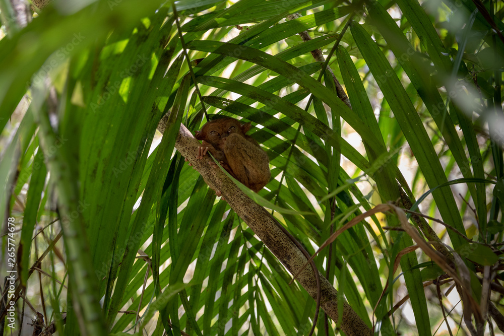 tarsier smallest monkey philippines bohol Stock Photo | Adobe Stock