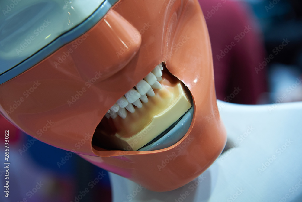 Dummy for teaching students dental therapeutic procedures Stock Photo ...