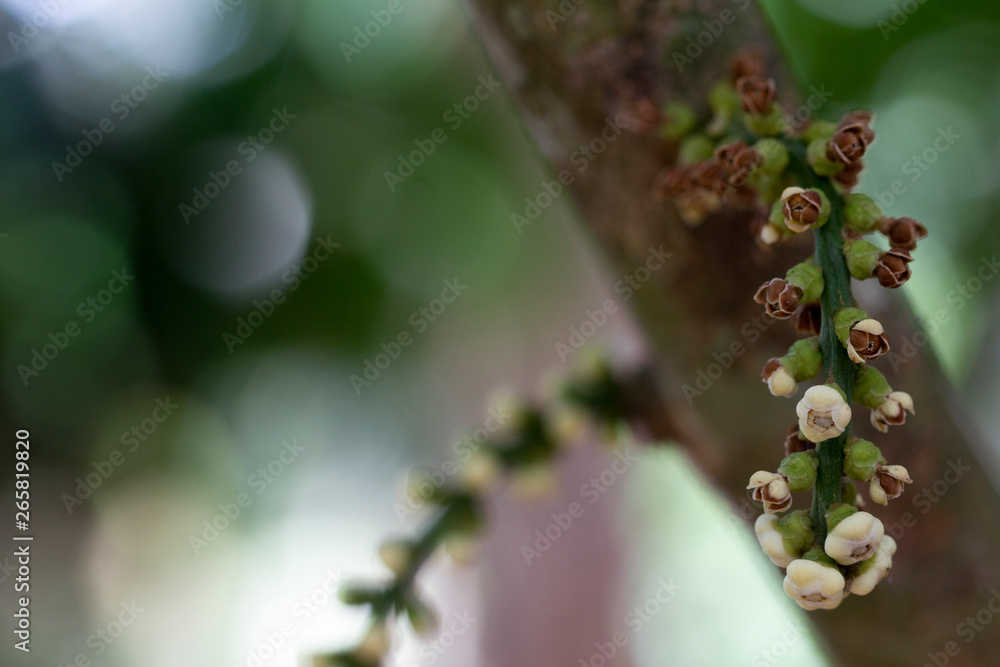 Focus on organic langsat or lanzones flower tree in garden. Close up of ...