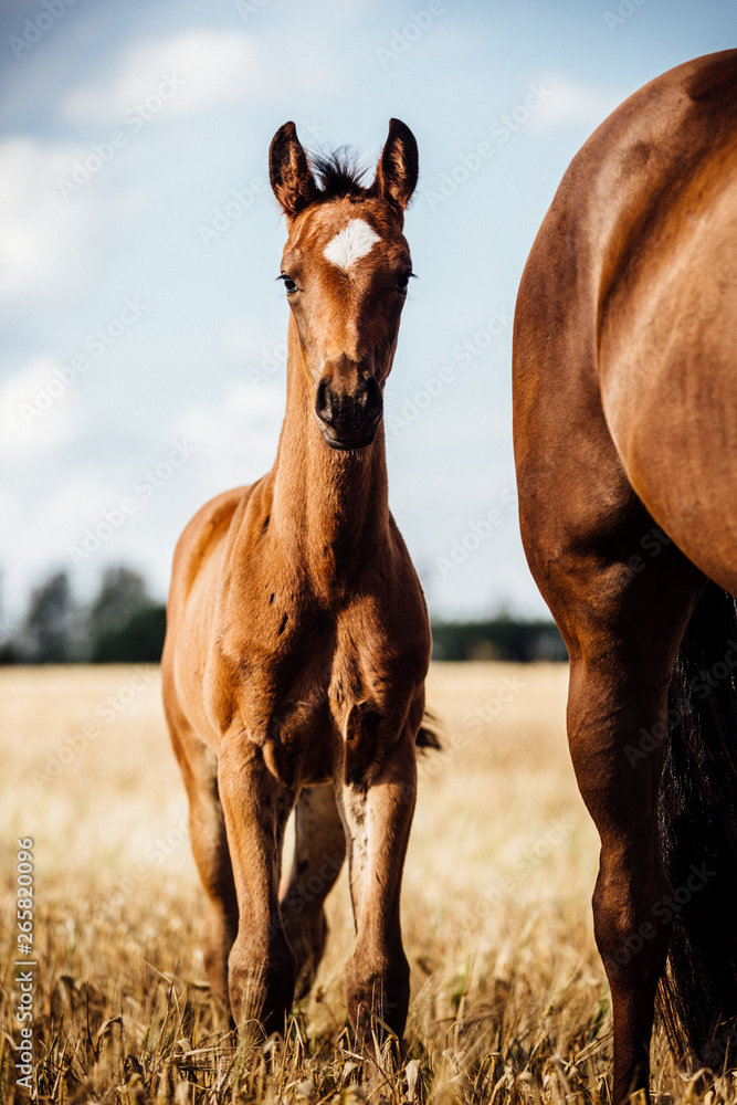 braunes Pferde Fohlen steht auf einem Feld mit seiner Mutter mit ...
