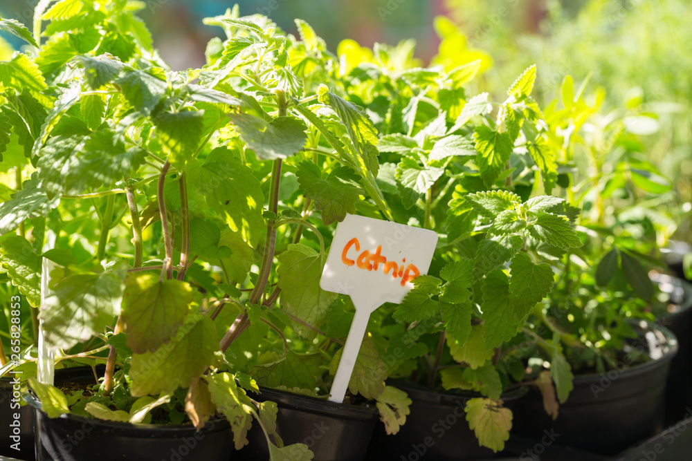 Catnip (Nepeta cataria) plants for sale at an outdoor market Stock ...