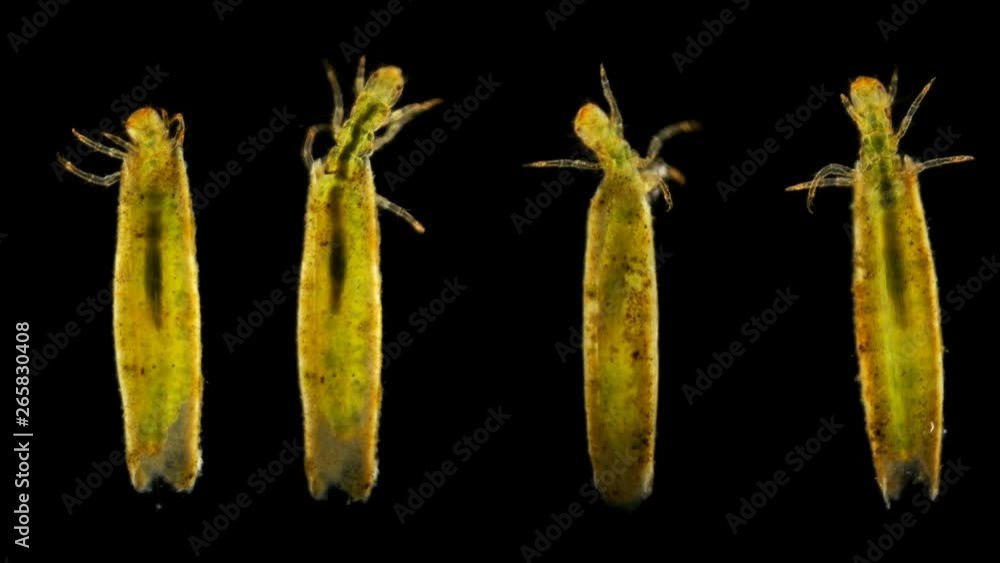 Trichoptera larvae under the microscope, the movement of the caddis ...