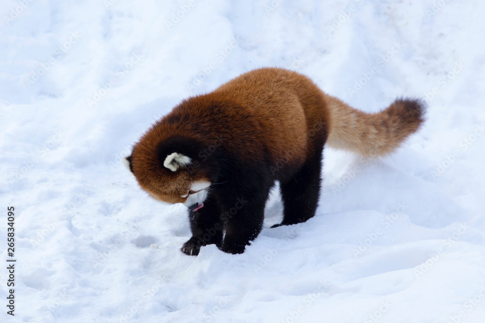 Beautiful cuddly adult red panda seen in profile walking in fresh snow ...