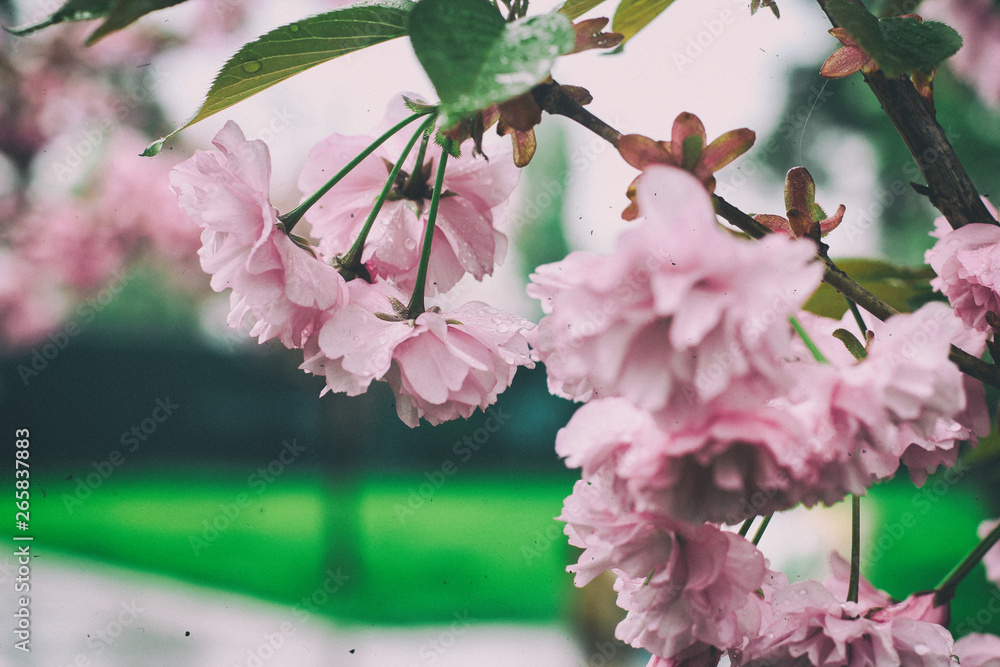 This is an ealy blooming Kawazu Sakura in winter season .Beautiful ...
