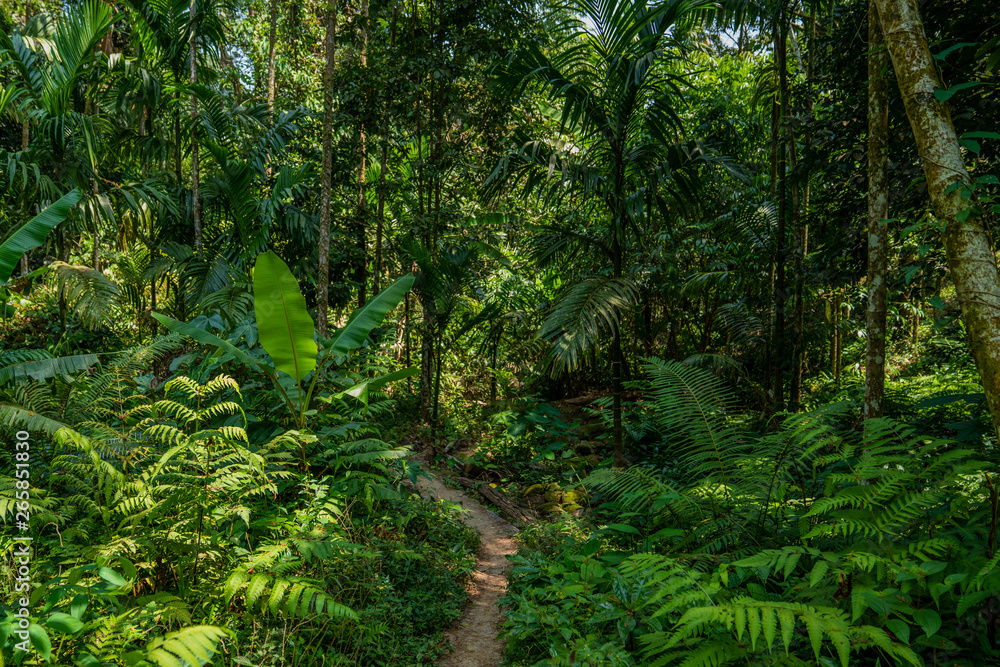Narrow footpath across tropical forest with palms, banana trees, ferns ...