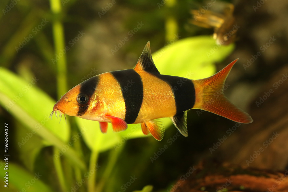 Clown loach tiger botia catfish Botia macracanthus aquarium fish Stock ...