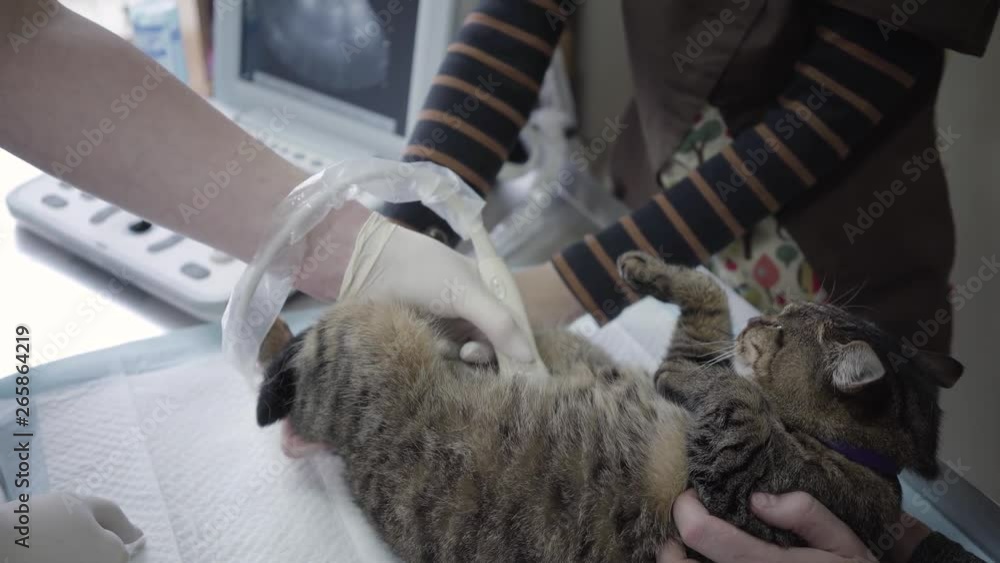 Cute cat having an ultrasound scan in vet office close up. The pet in ...