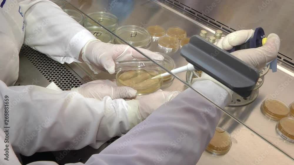 Vidéo Stock Sterile conditions. Research in the laboratory for ...