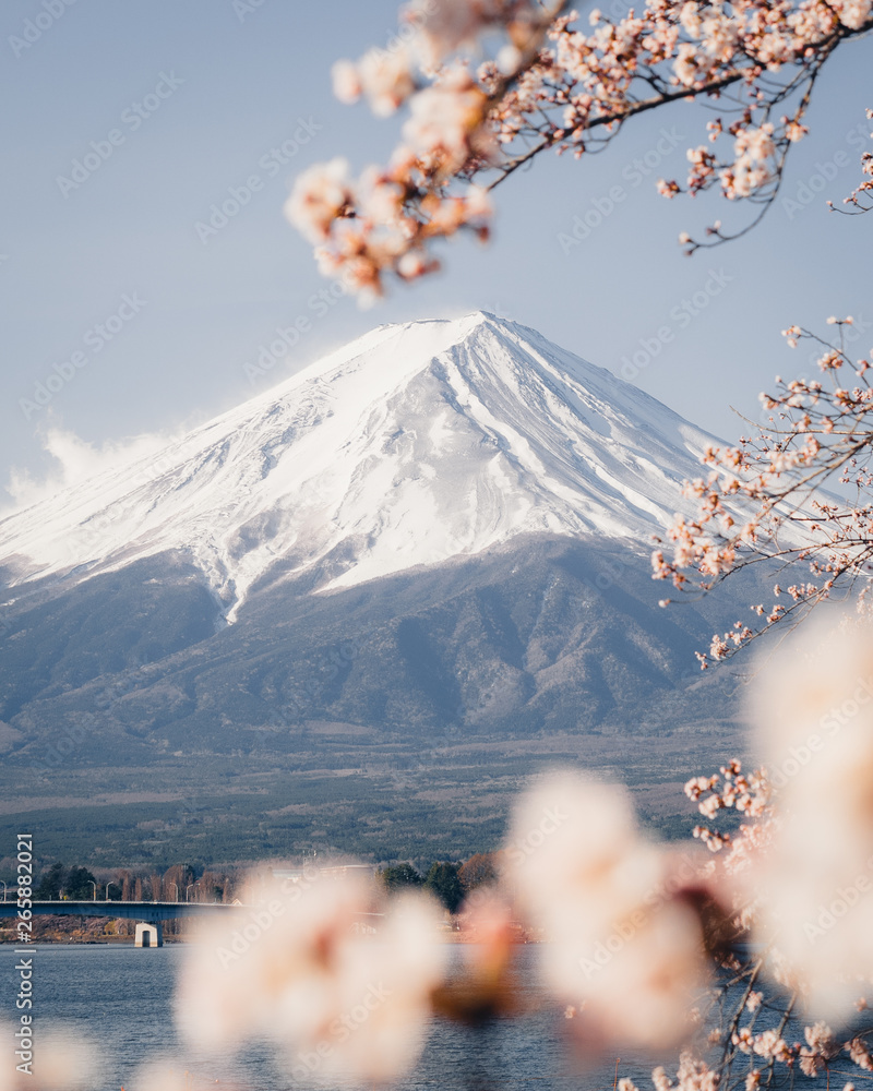 Mount Fuji Japan Sakura Cherry blossoms Stock Photo | Adobe Stock