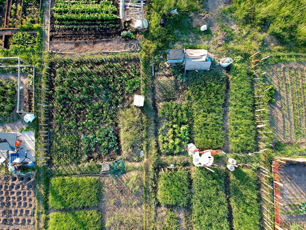 Urban gardening. City urbanized vegetable garden. Aerial view. Growing ...