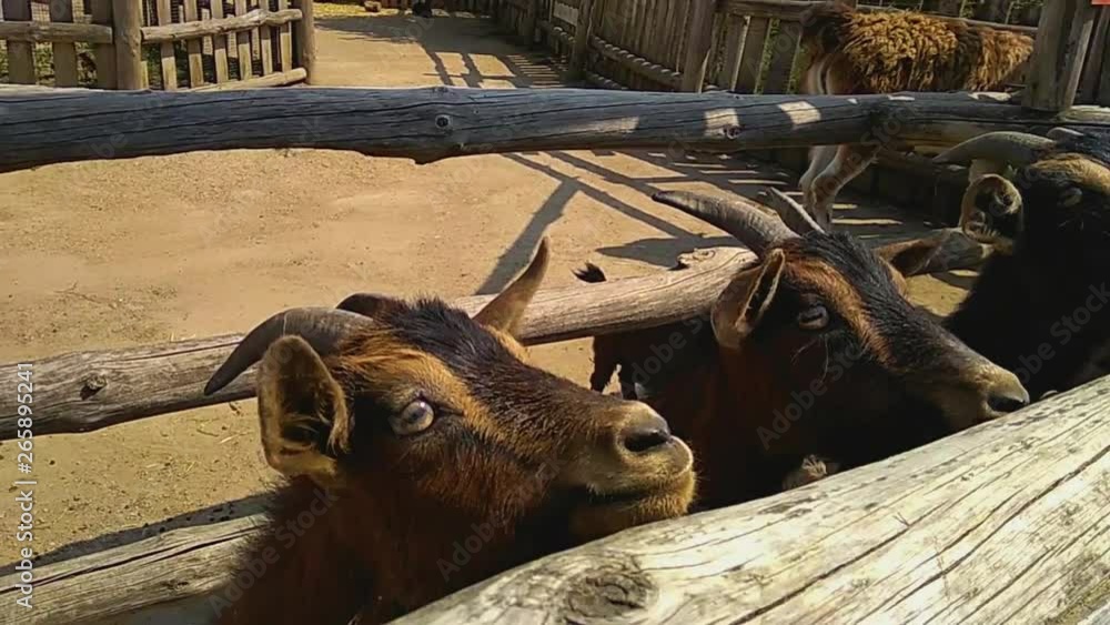 The Cameroon African pygmy goats eating, breed of miniature domestic ...