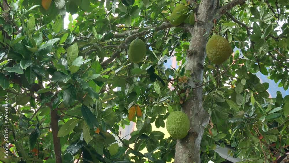 Jackfruit (Artocarpus heterophyllus) also known as jack tree. The ...