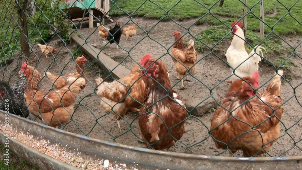 Chicken feeding grain behind fence in small organic farm with free ...