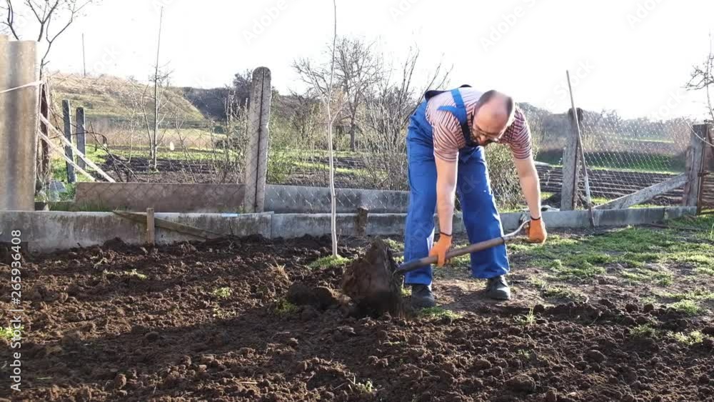 Working in the garden - digging spring soil with a scapular fork. Close ...