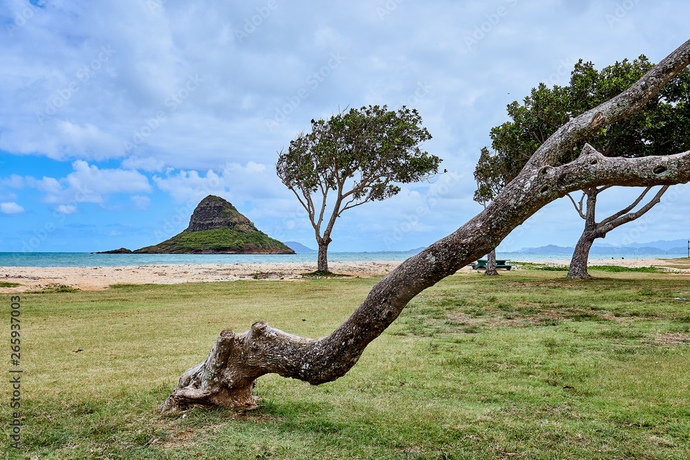 A tilted trunk of a tree at a beach park near the Kualoa Regional Park ...