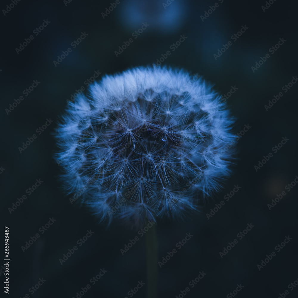 Pusteblume Stock Photo | Adobe Stock