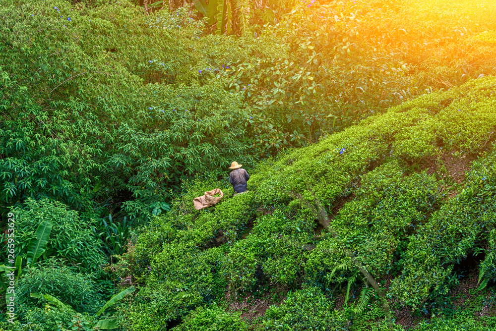 Foto de Farmer with wicker hat picking tea leaves. Tea is grown, picked ...