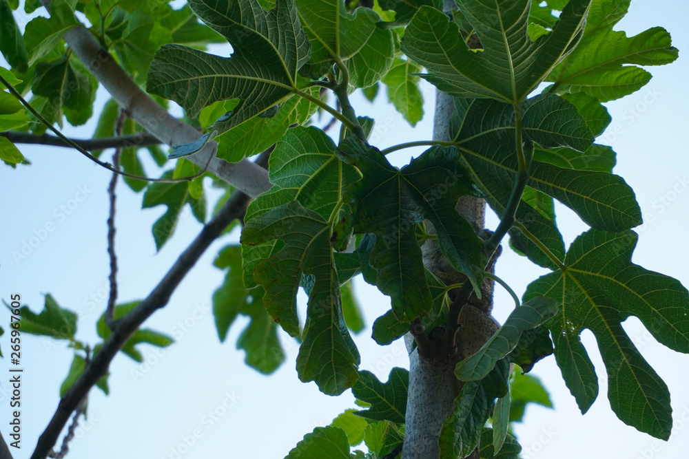 Hojas verdes y ramas de una higuera Stock Photo | Adobe Stock