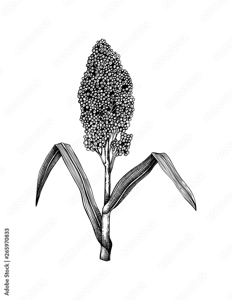 Vector Sorghum illustration. Hand drawn cereal sketch. Botanical ...
