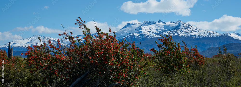 Flowering flame bushes along the Carretera Austral next to the azure ...