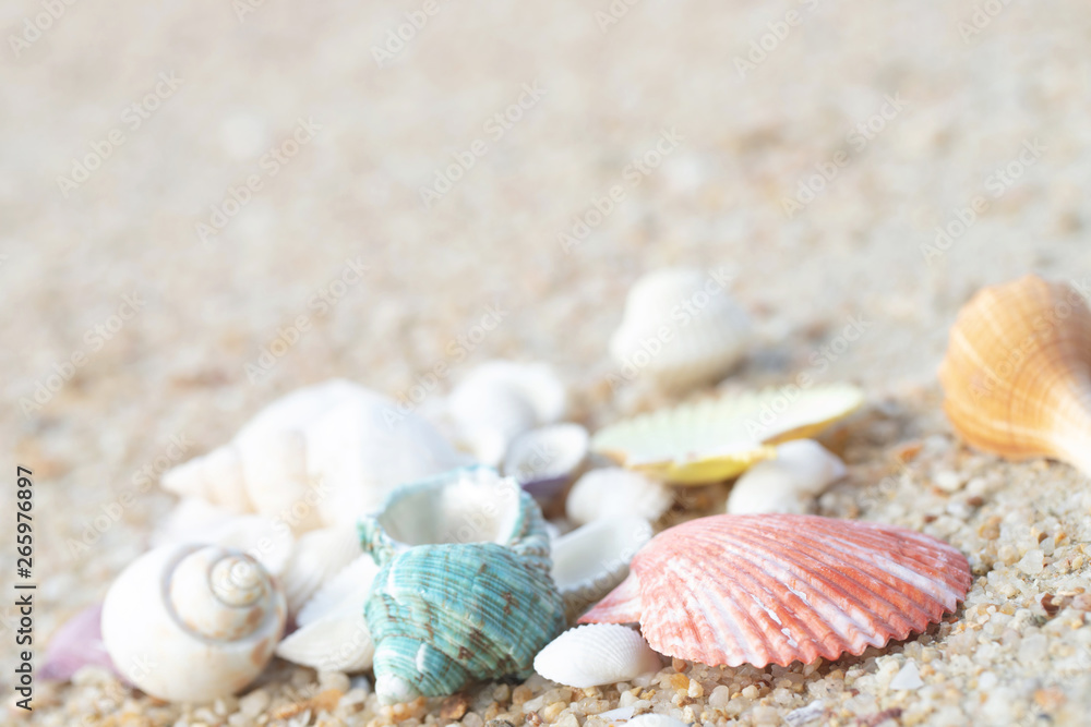 Summer time concept with sea shells on the beach sand white background ...