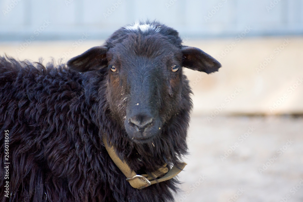 Sheep in barnyard farm animals, nature and captivity, explotacion Stock ...