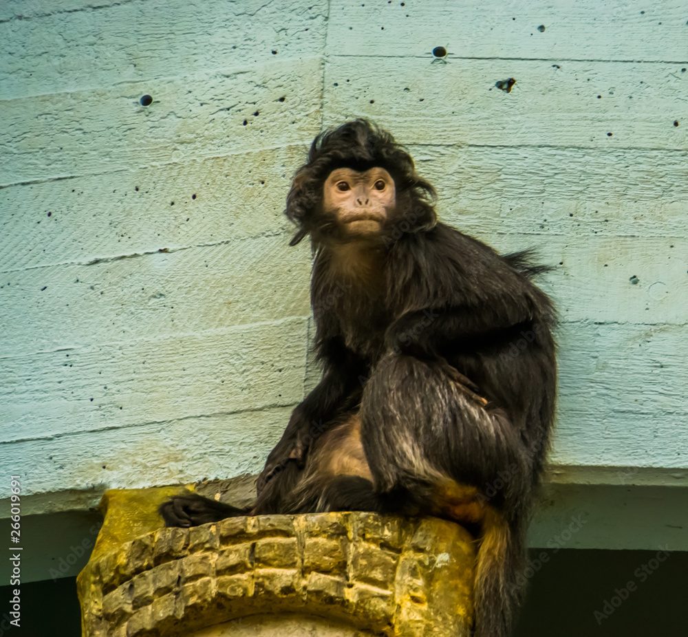closeup portrait of a javan langur monkey, tropical primate form the ...