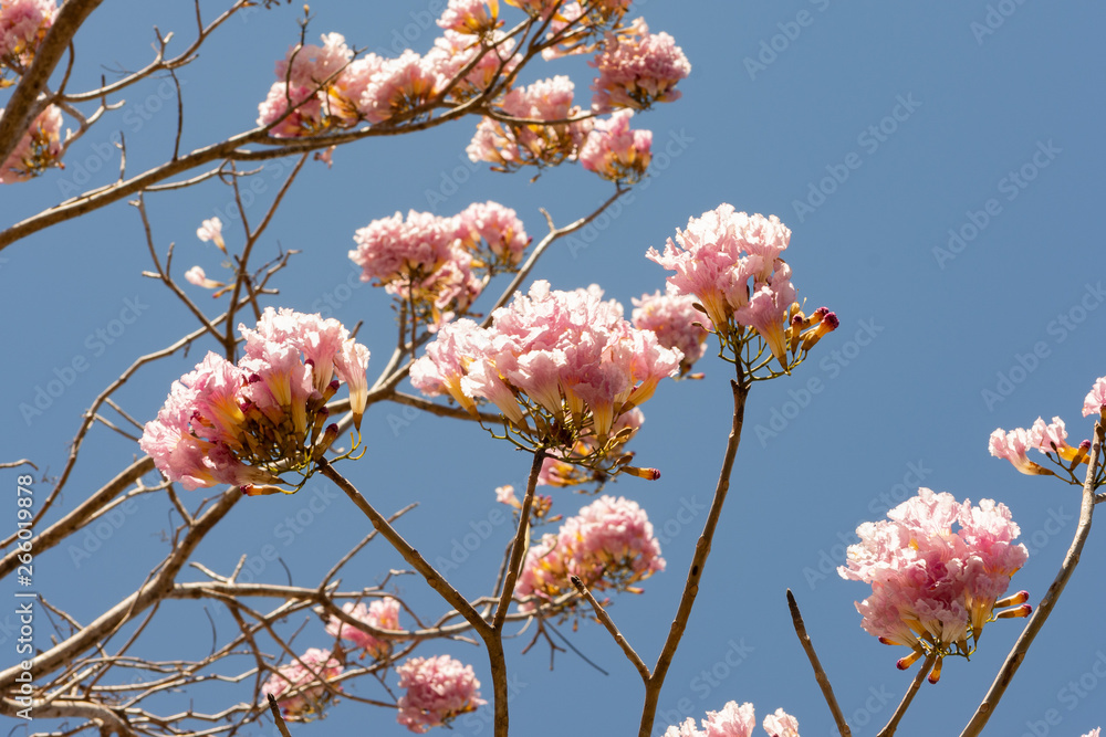 Árbol de roble con flores en bosques de Nicaragua Stock Photo | Adobe Stock