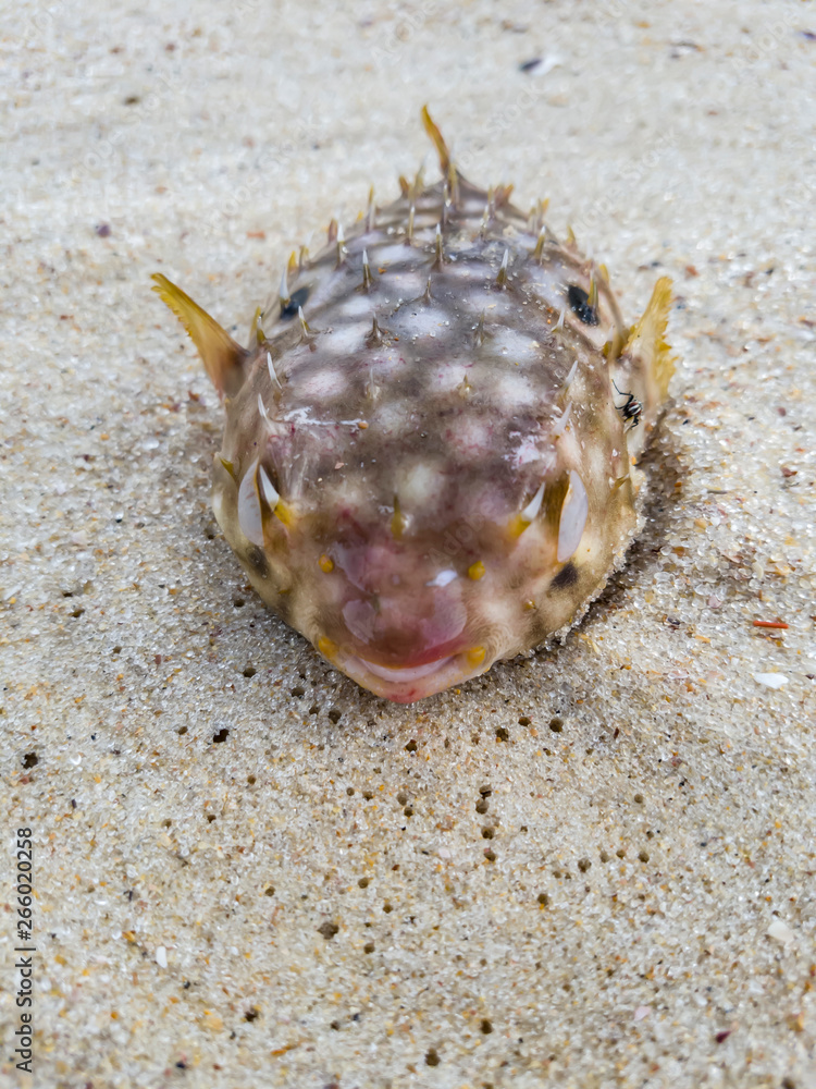 A fish that swells like a balloon, the pufferfish is a simpatico fish ...