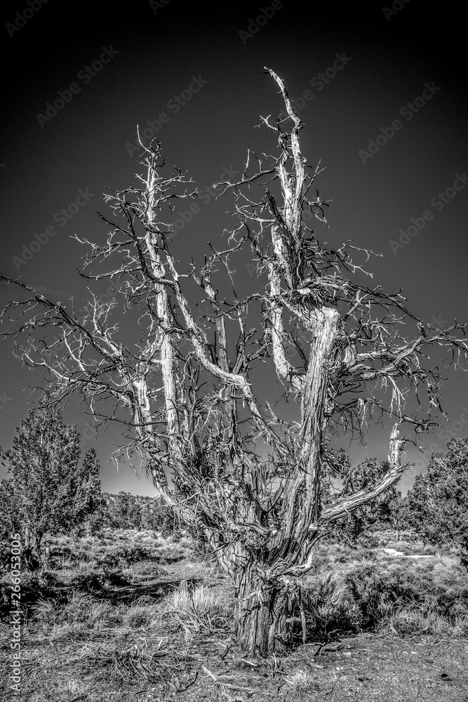Dry rotten trees at Inyo National Forest in the Sierra Nevada - travel ...