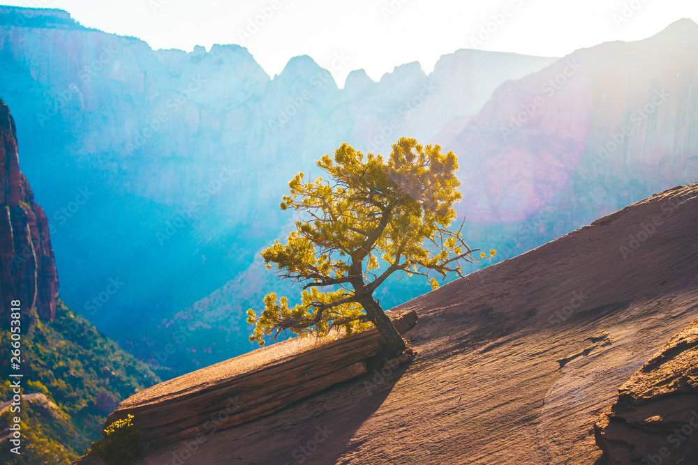 Small Tree Growing on Mountain 3 Stock Photo | Adobe Stock