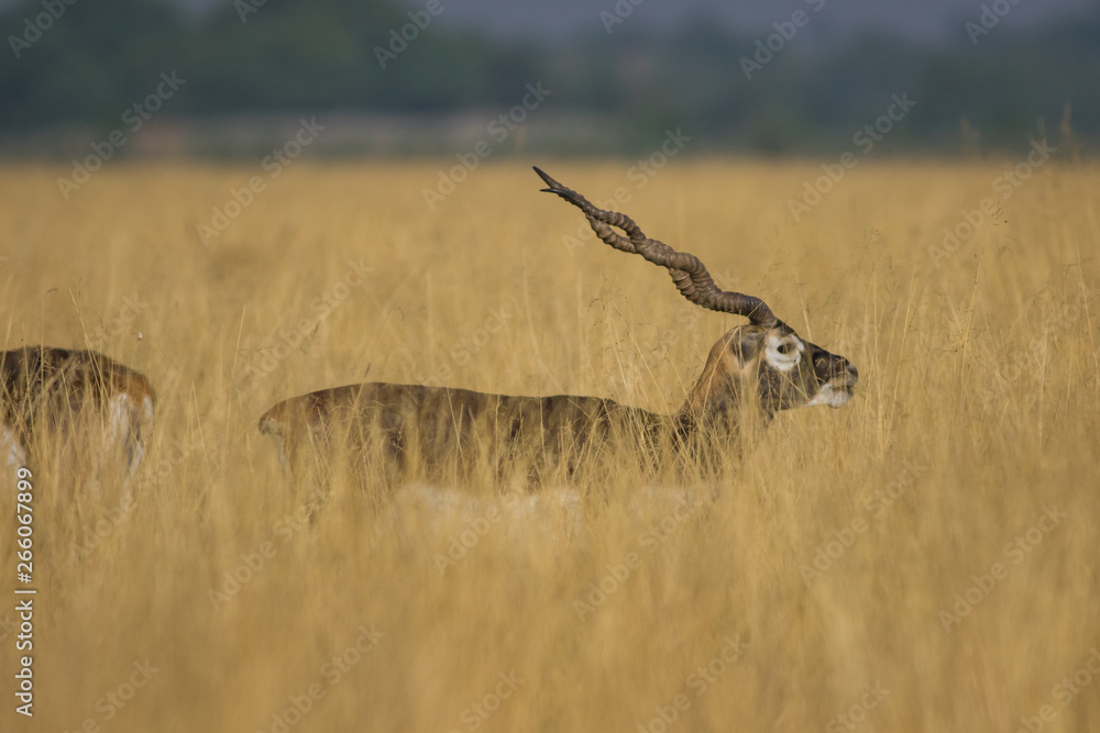 A male blackbuck walking in a green background and morning light in ...