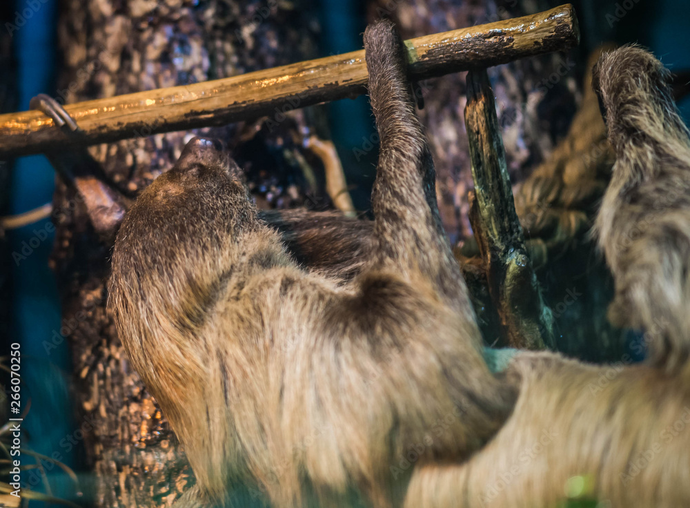 Sloth slow-moving tropical American mammal that hangs upside down from ...