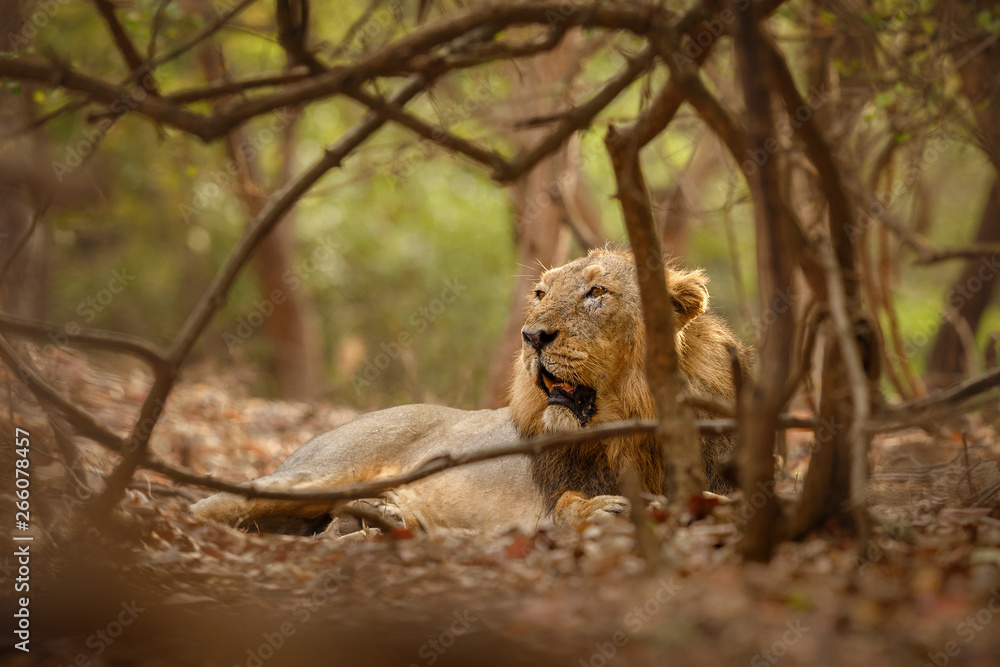 Asiatic lion in the nature habitat in Gir forest. Very rare animal ...