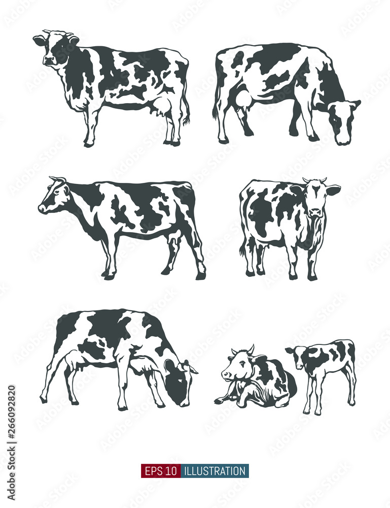 Cows set. Vector illustration. Template for your design works. Stock ...