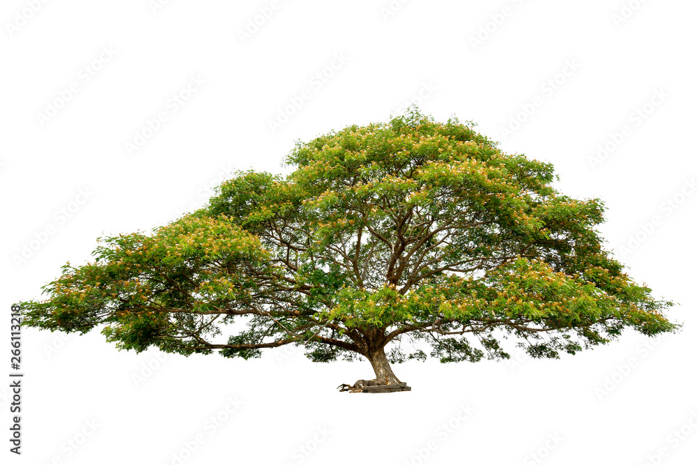 Samanea saman, albizia saman, or the rain tree isolated with clipping ...