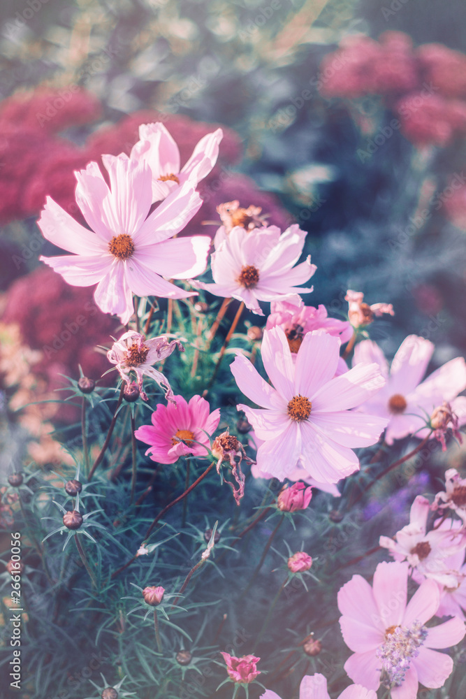 Hd Tumblr Flowers